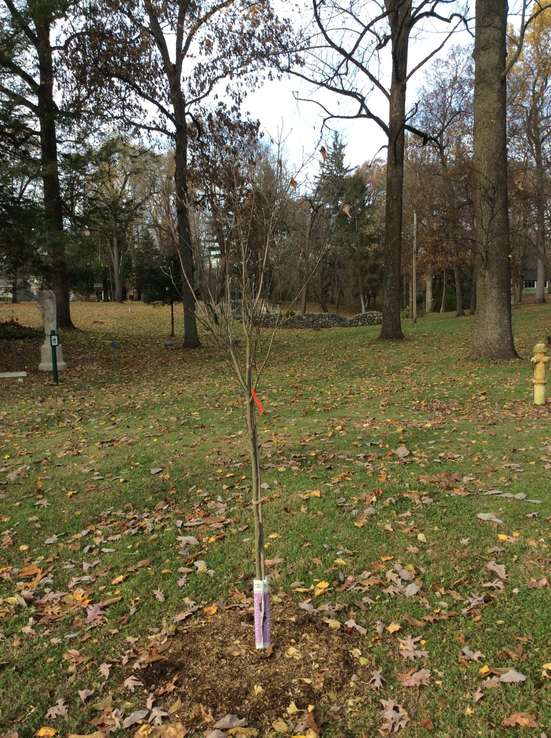 New Tree Program - Historic Camp Chesterfield